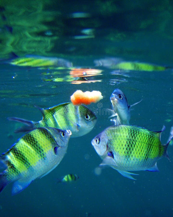 Fish eating stock image. Image of eating, sealife, fish - 125965493