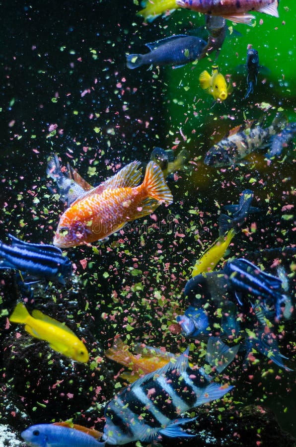 Gold fish as Santa Claus stock image. Image of christmas - 3695593