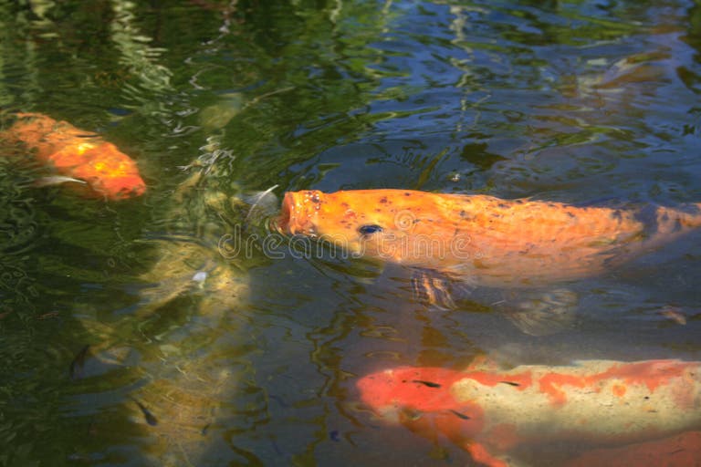 Koi Fish Eating Plants Stock Photos - Free & Royalty-Free Stock Photos ...
