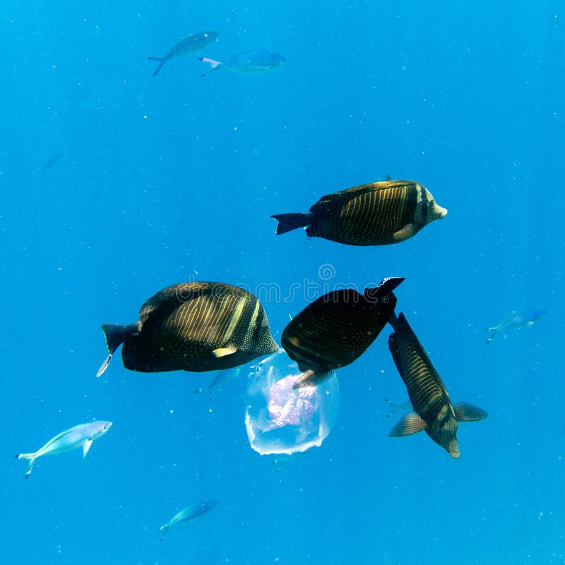 Fish Eating Jellyfish in Coral Reef Stock Image - Image of egypt ...
