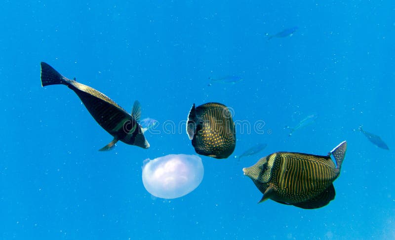 Fish Eating Jellyfish in Coral Reef Stock Image - Image of rest, water ...