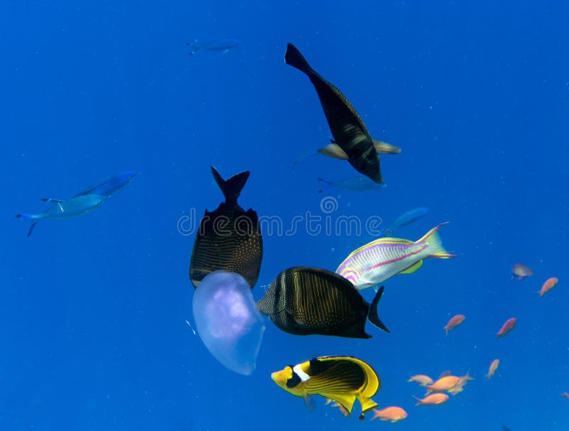 Fish Eating Jellyfish in Coral Reef Stock Photo - Image of fish, nature ...