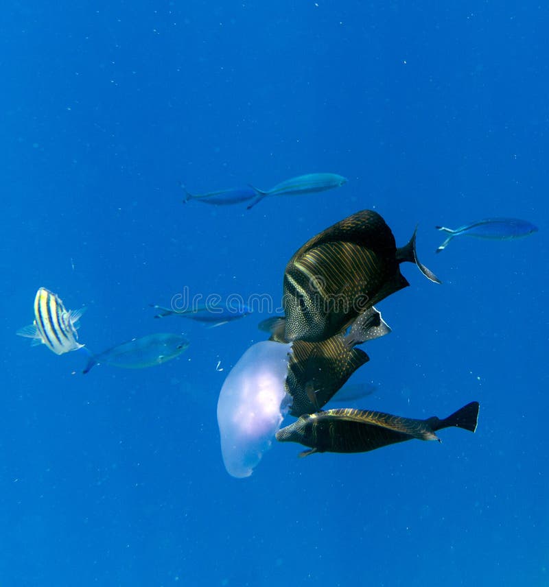Fish Eating Jellyfish in Coral Reef Stock Photo - Image of marine ...