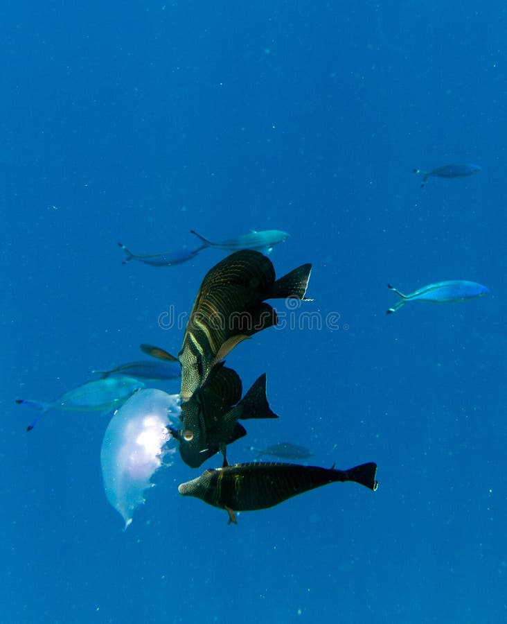 Fish Eating Jellyfish in Coral Reef Stock Image - Image of wild ...
