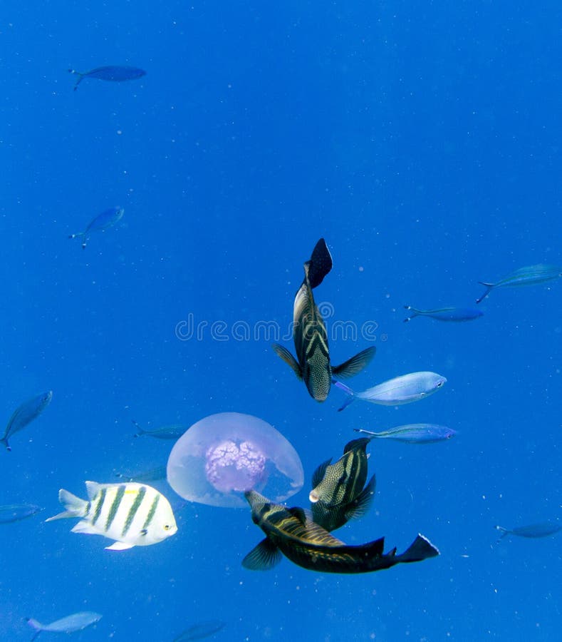 Fish Eating Jellyfish in Coral Reef Stock Photo - Image of natural ...