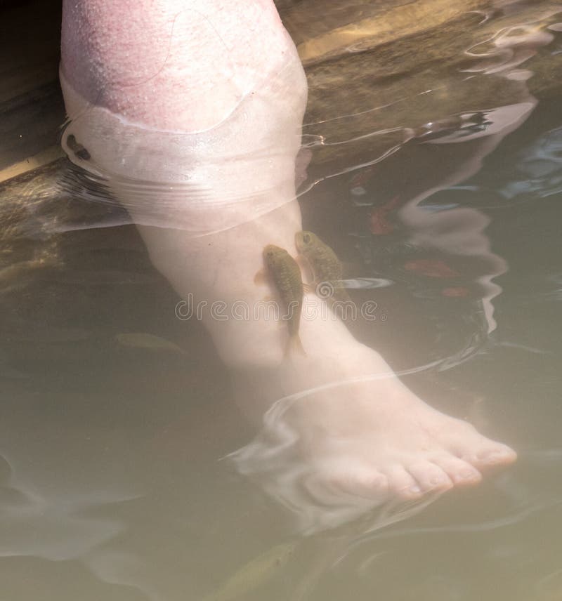 The Fish Eats the Skin on the Legs Stock Image - Image of pedicure ...