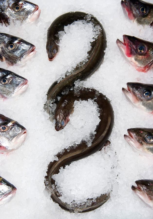 Fish eel stock image. Image of fish, gourmet, foodstuffs - 14339223