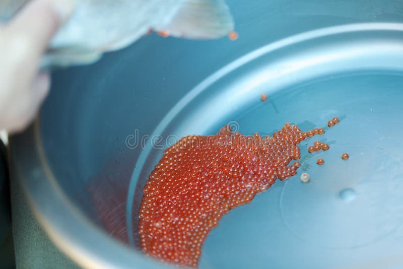 Fish eggs close up stock image. Image of spawn, natural - 145683519