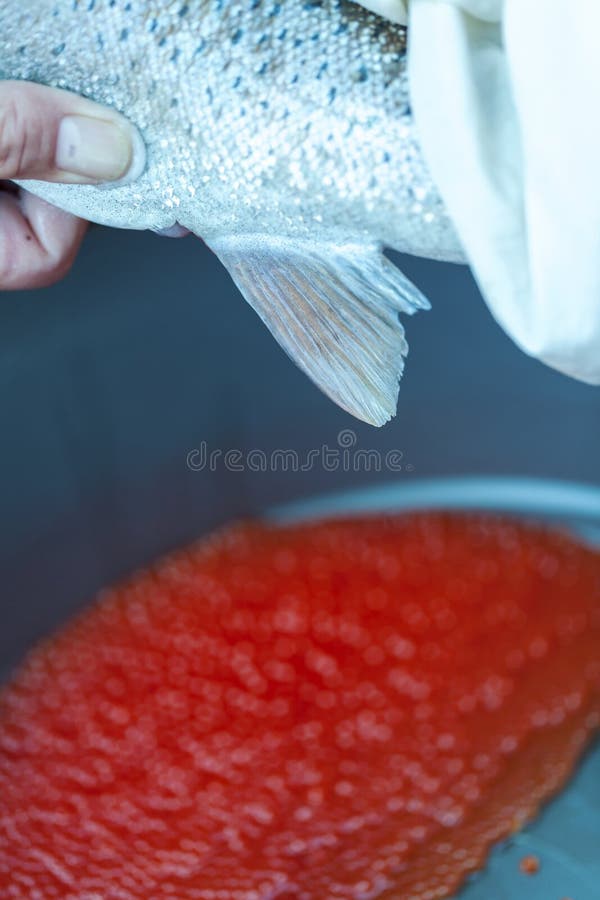 Fish eggs close up stock image. Image of caviare, salty - 145684131