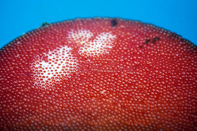 Fish eggs close up stock photo. Image of spawn, healthy - 145684406