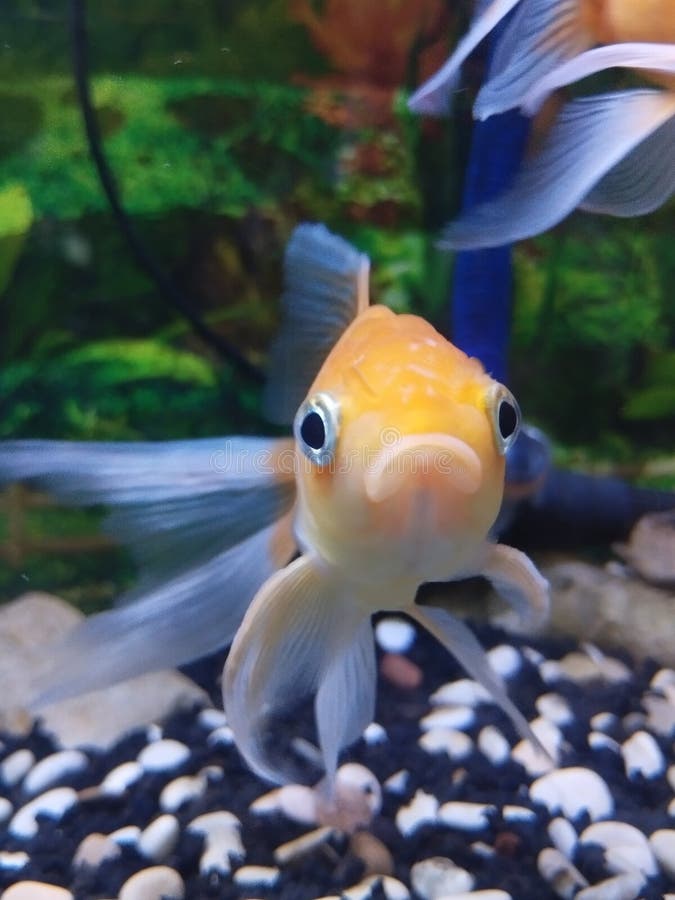 Fish Emoticon Funny Orange Aquarium Stock Photo - Image of orange ...