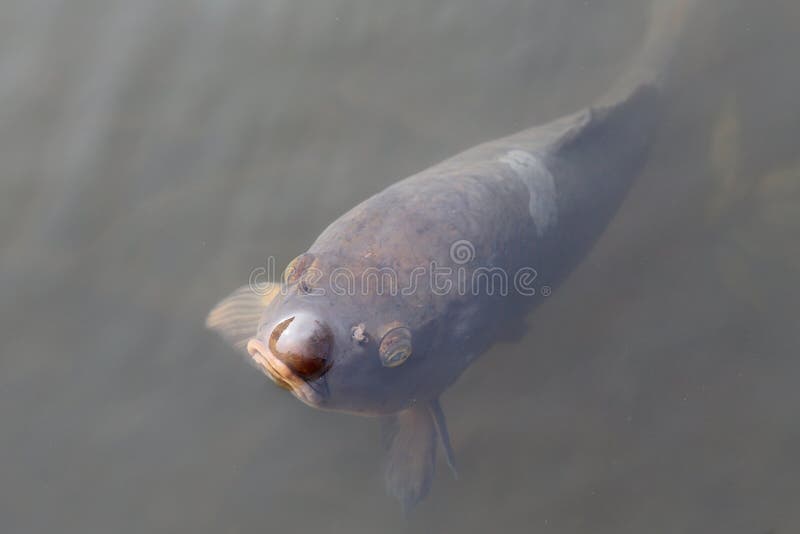 Fish in the Emperor Pond of Tokyo, Japan Stock Image - Image of gray ...