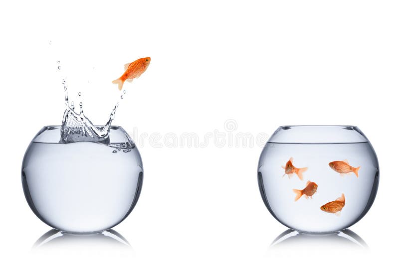 Fish escape stock photo. Image of tank, aquarium, flying - 29540802