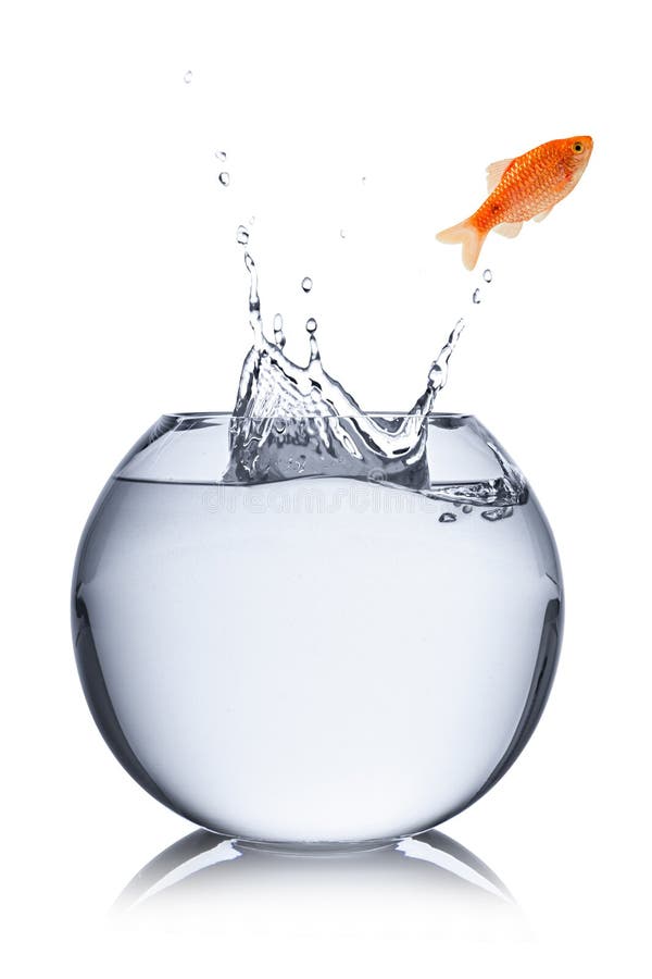 Fish escape stock photo. Image of fishes, concept, tank - 29540808