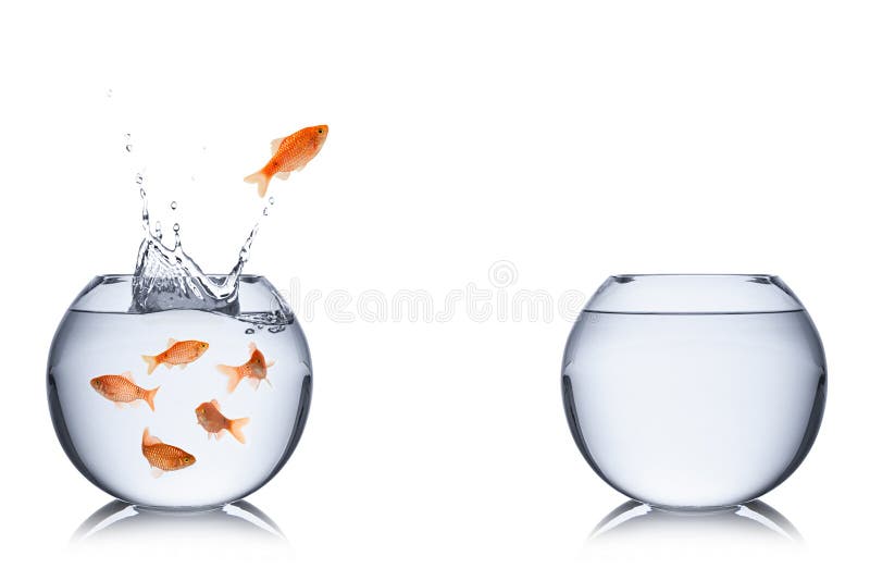 Fish escape stock image. Image of aquarium, gold, goldfish - 37812101
