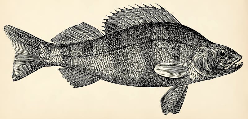 The Fish - European Perch (Perca Fluviatilis). Stock Illustration ...