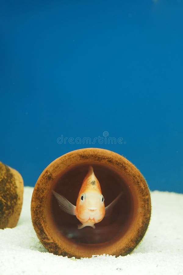 Fish Exploring a Clay Pot in a Colorful Aquarium Stock Image - Image of ...
