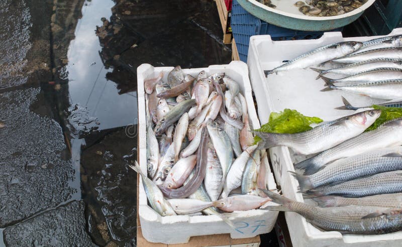 Fish exposed in market stock image. Image of healthy - 95744213