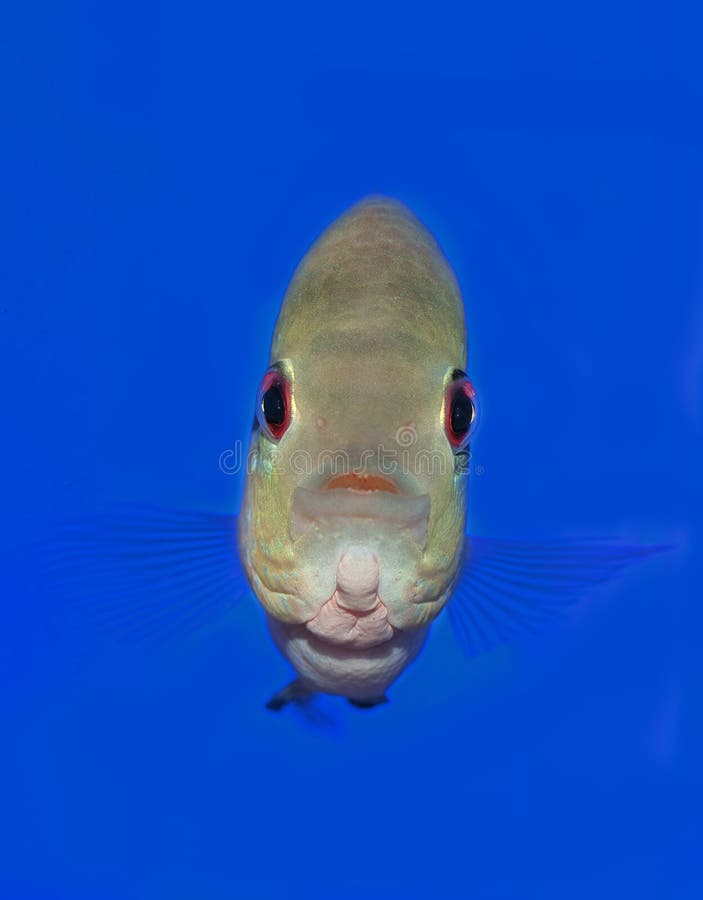 Fish Eye stock image. Image of expressive, apnea, deep - 10768729