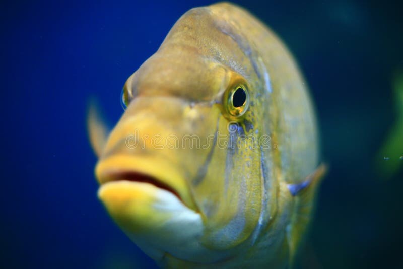 Fish eye stock image. Image of stripe, mouth, depth, yellow - 13397013