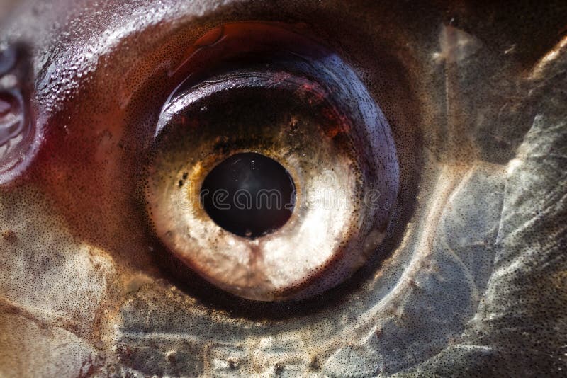 Fish Eye stock image. Image of ocean, colourful, pupil - 12913085