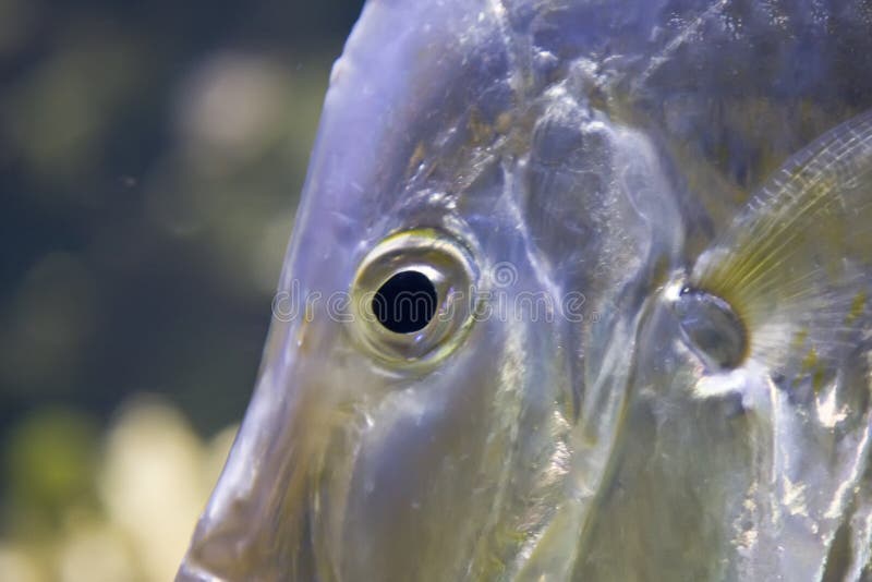 Fish eye stock image. Image of macro, nature, aquarium - 17016465