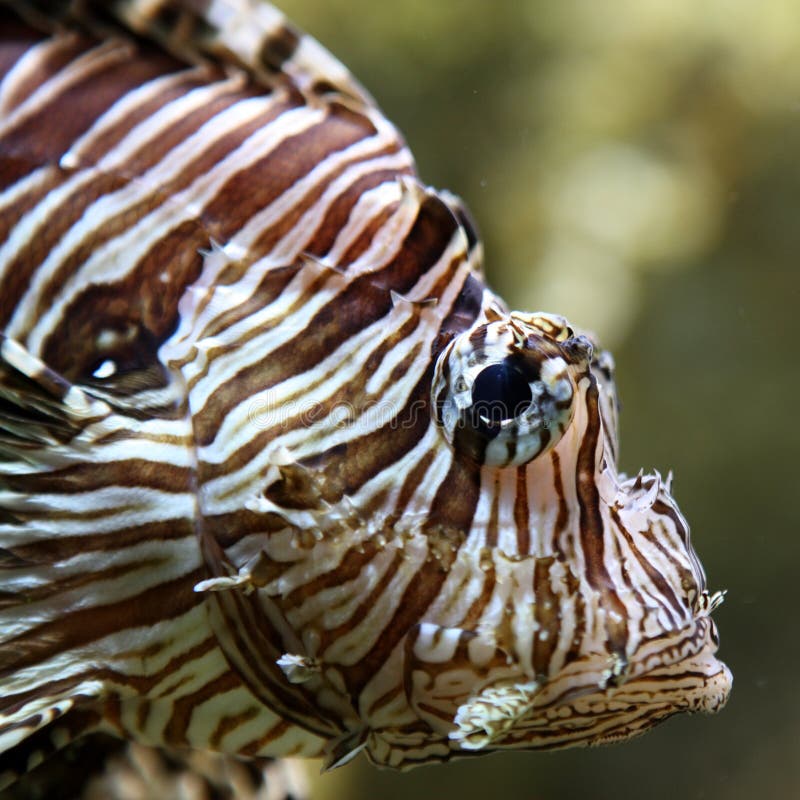 Fish eye stock image. Image of aquarium, rascasse, submerged - 17905699