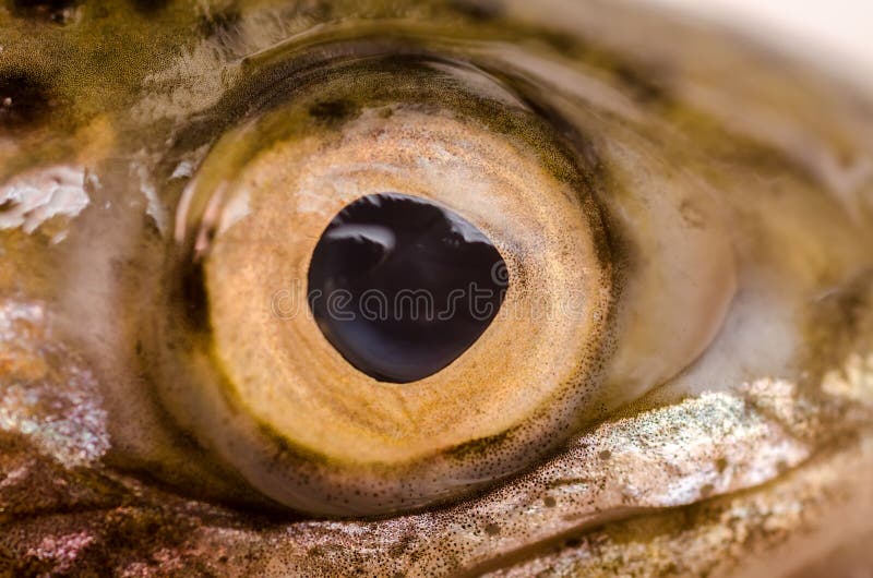 Fish eye stock image. Image of lurk, animal, stare, sight - 5541583