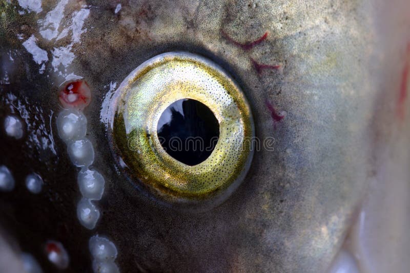 Fish eye. stock image. Image of fish, close, detail, nature - 18935069