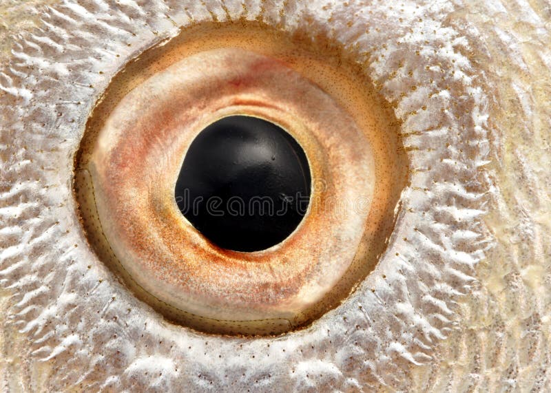 Fish Eye stock image. Image of ocean, colourful, pupil - 12913085