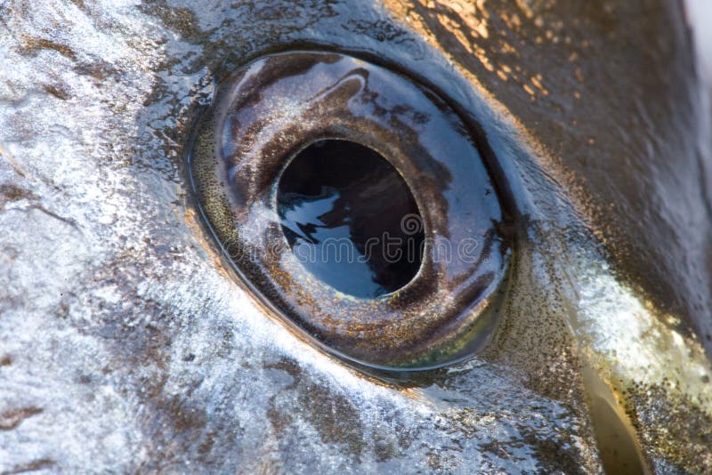Fish Eye Stock Photography - Image: 7701152
