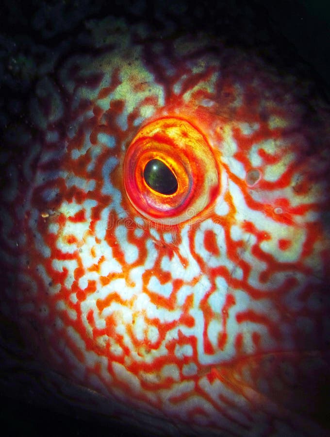 Fish Eye stock image. Image of fish, scotland, wildlife - 30594613