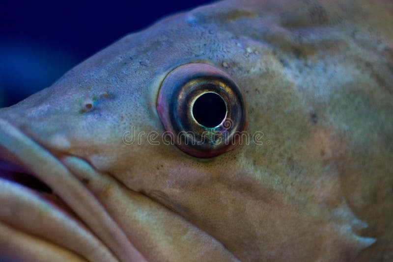 Fish eye stock image. Image of marine, ocean, reef, aquarium - 53282419