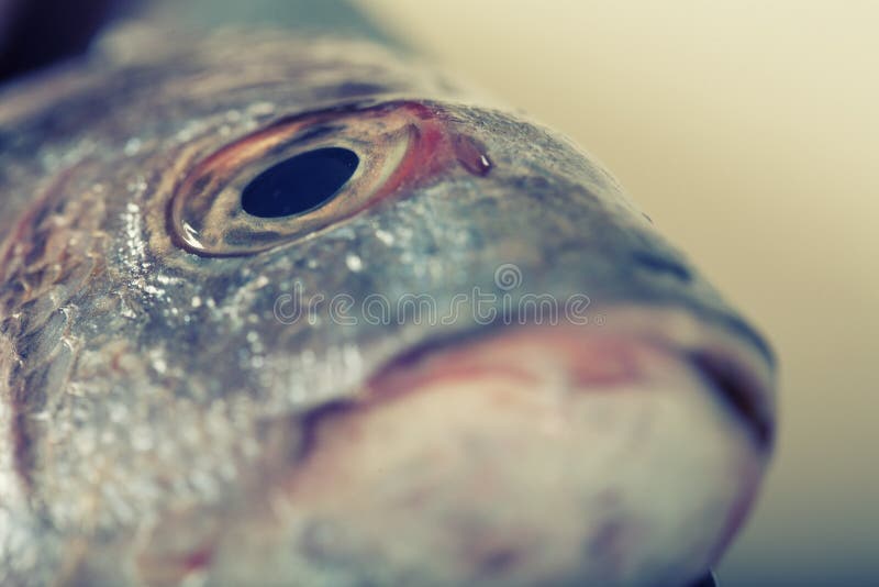 Fish eye close up stock photo. Image of lake, sight, background - 60083444