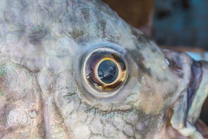 Fish Eye Close Up stock image. Image of angling, animal - 49116437