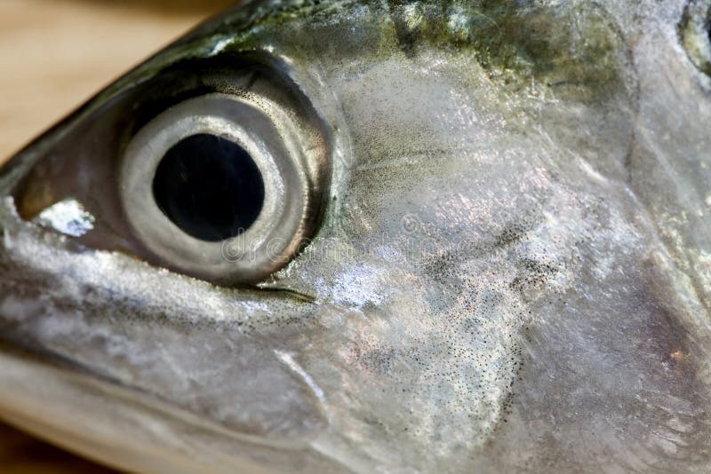Fish Eye Close-Up with Shallow DOF Stock Image - Image of fresh, scales ...