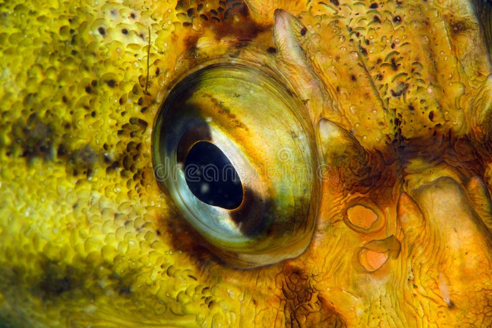 Fish eye closeup stock photo. Image of animal, macro - 20363238