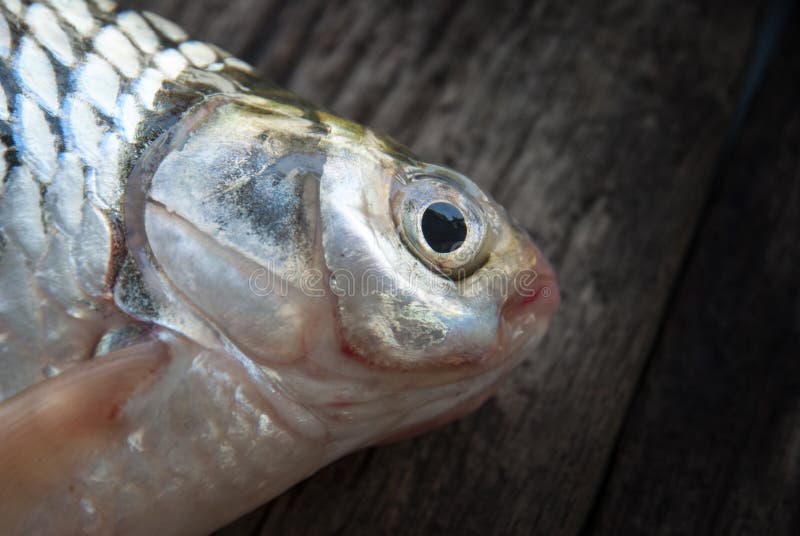 Fish Eye.concept of Healthy Food Stock Illustration - Illustration of ...