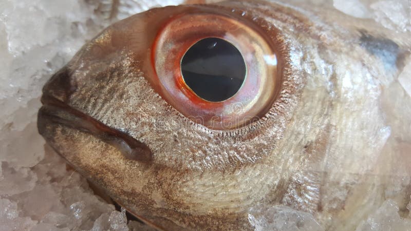 Fish eye stock image. Image of sicily, europe, detail - 79937861