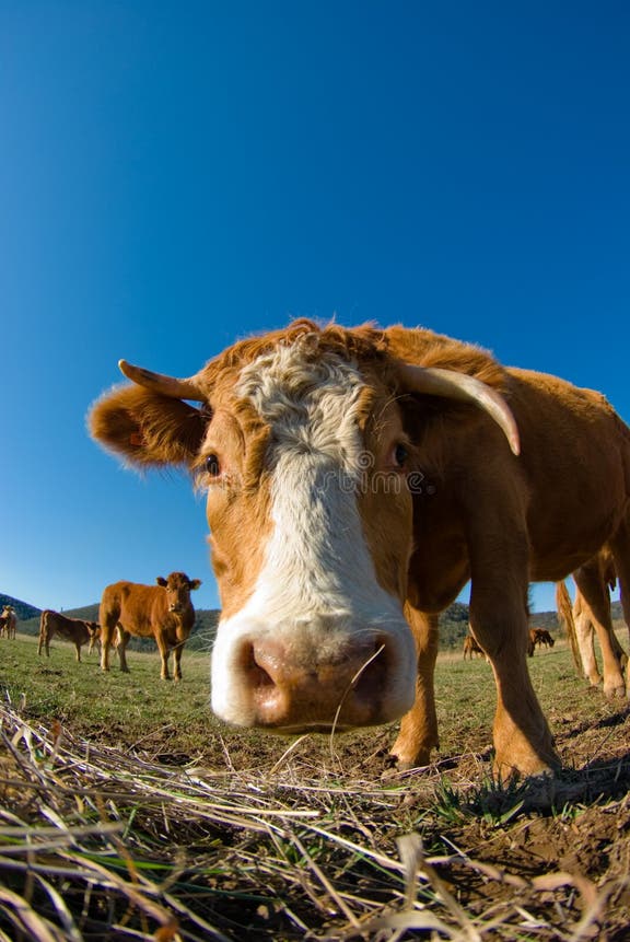 Fish Eye Lens View Cow Head Stock Photos - Free & Royalty-Free Stock ...