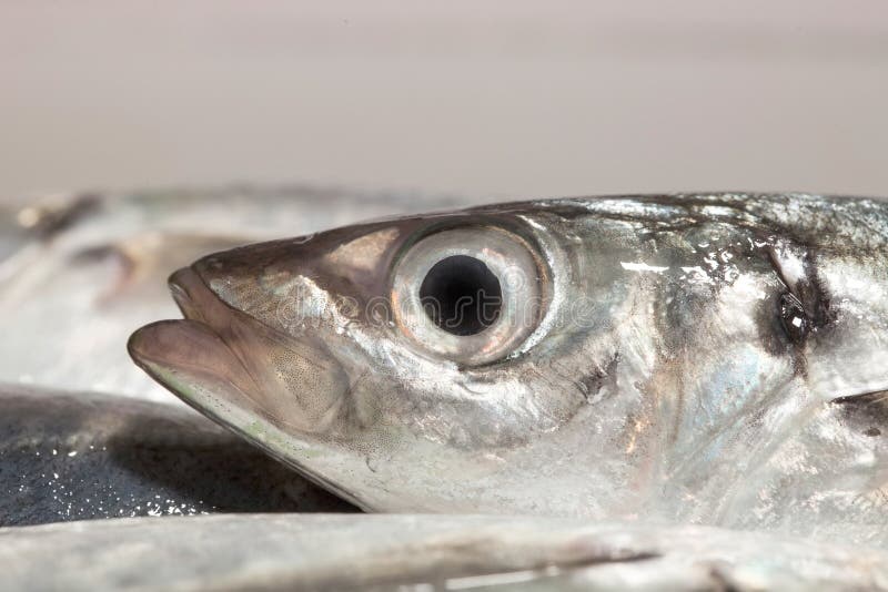 Fish Eye Mackerel ,Close-Up Stock Image - Image of animal, closeup ...