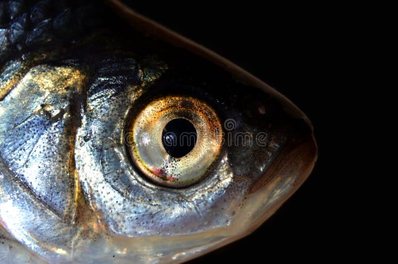 Fish eye macro stock image. Image of fish, ingredient - 55433591