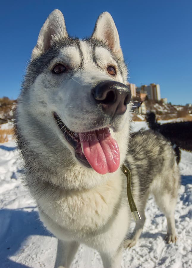 Fish Eye Portrait of Husky Dog Muzzle Closeup Stock Image - Image of ...