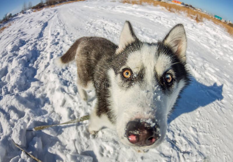 Fish Eye Dog stock photo. Image of fish, german, lens - 4470868