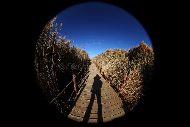 Fish Eye Shot of Human Shadow on Wooden Sidewalk Stock Image - Image of ...