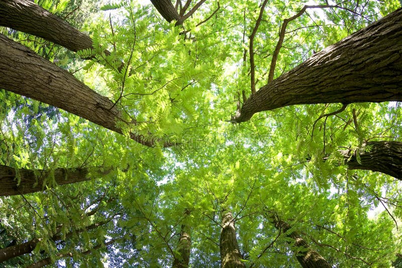 Fish-eye View of Trees in a Forest in Summer Stock Image - Image of ...