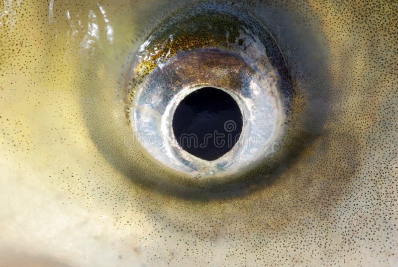 Fish eye. stock image. Image of fish, close, detail, nature - 18935069
