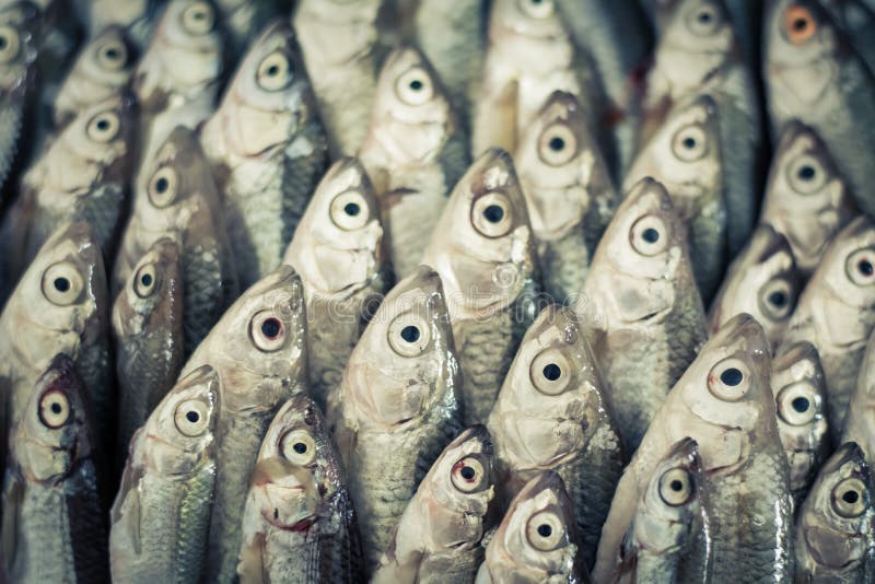 The fish eyes stock image. Image of fishes, watching - 47039947