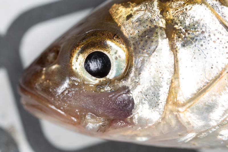 Fish eyes. macro stock photo. Image of nature, head - 111934912