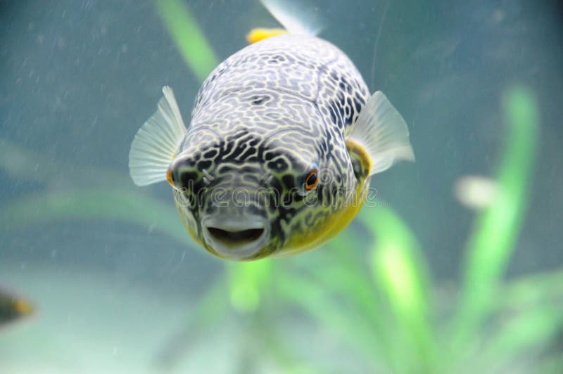 Fish Face stock photo. Image of scale, curve, london - 12732288